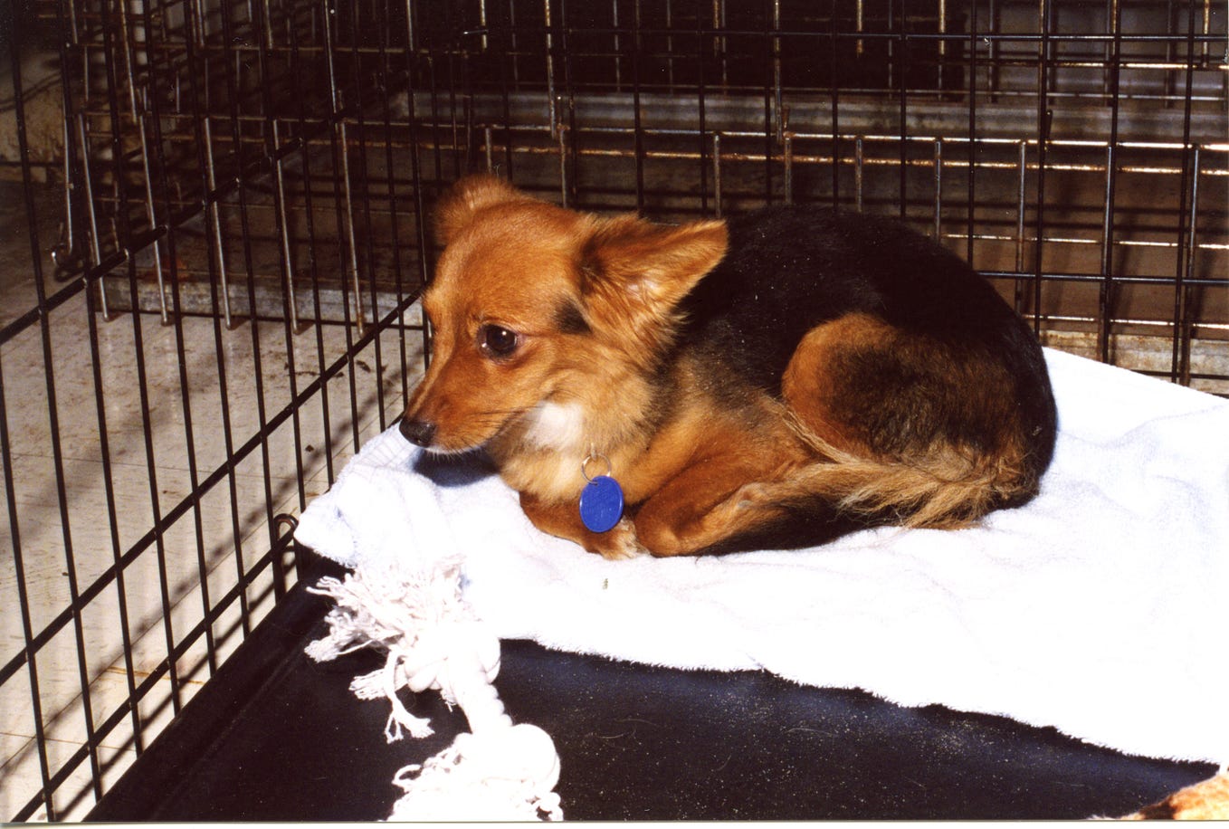 10 Years On: An Oral History of Katrina Animal Rescue, part 6: Things ...