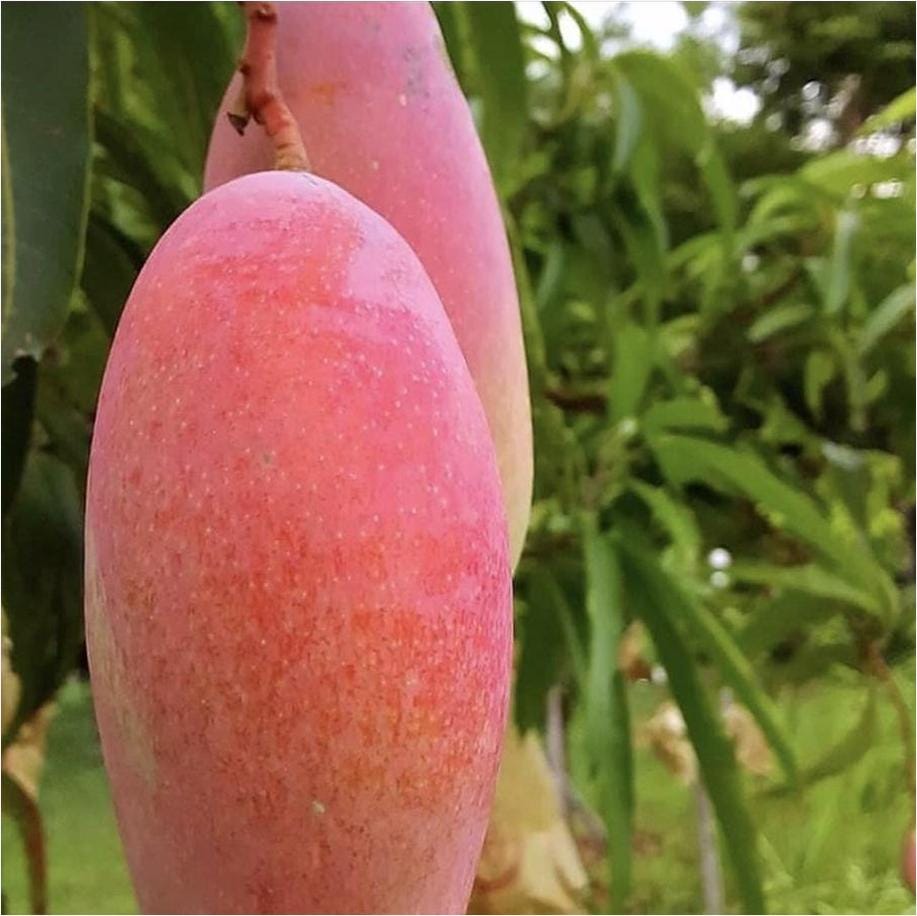 Bibit Tanaman Vanili Plani Planipolia Hidup Garut | by Ezio Asoka | Medium