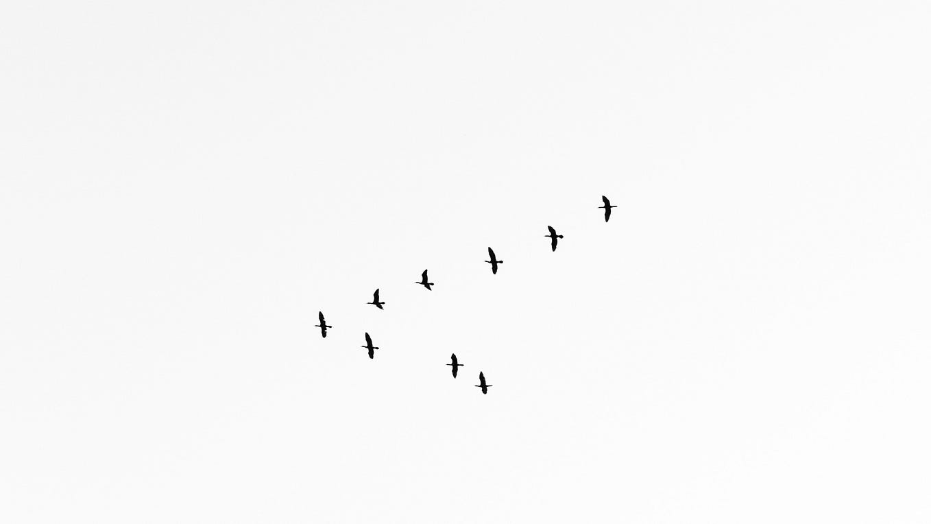 Be More Goose (a gander into leadership): Part 11 | by Jacquibrowne ...