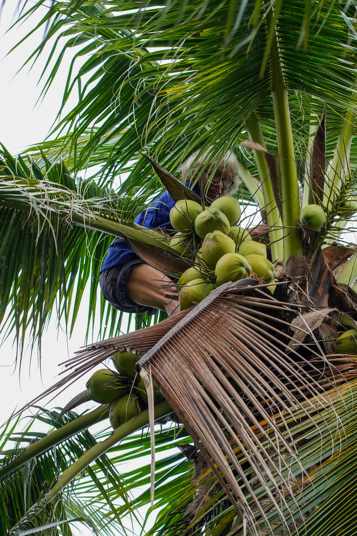 Coco Loop: Circular Materials from Coconut Husk | by Moh with Coconut🥥🌴 | Medium