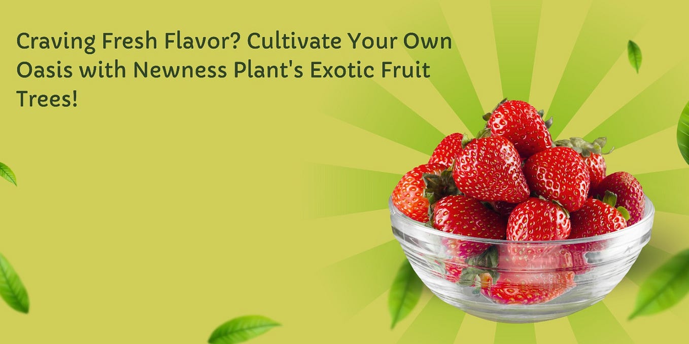 Explore Exotic Fruit Plants with New Ness Plant | by newnessplant | Medium