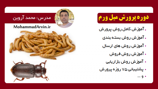 breeding of Mealworm larvae. A note about the breeding of Mealworm ...
