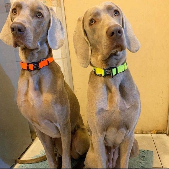 Dog Styling Tips: Shop premium dog collars for safety & style | by Doco ...