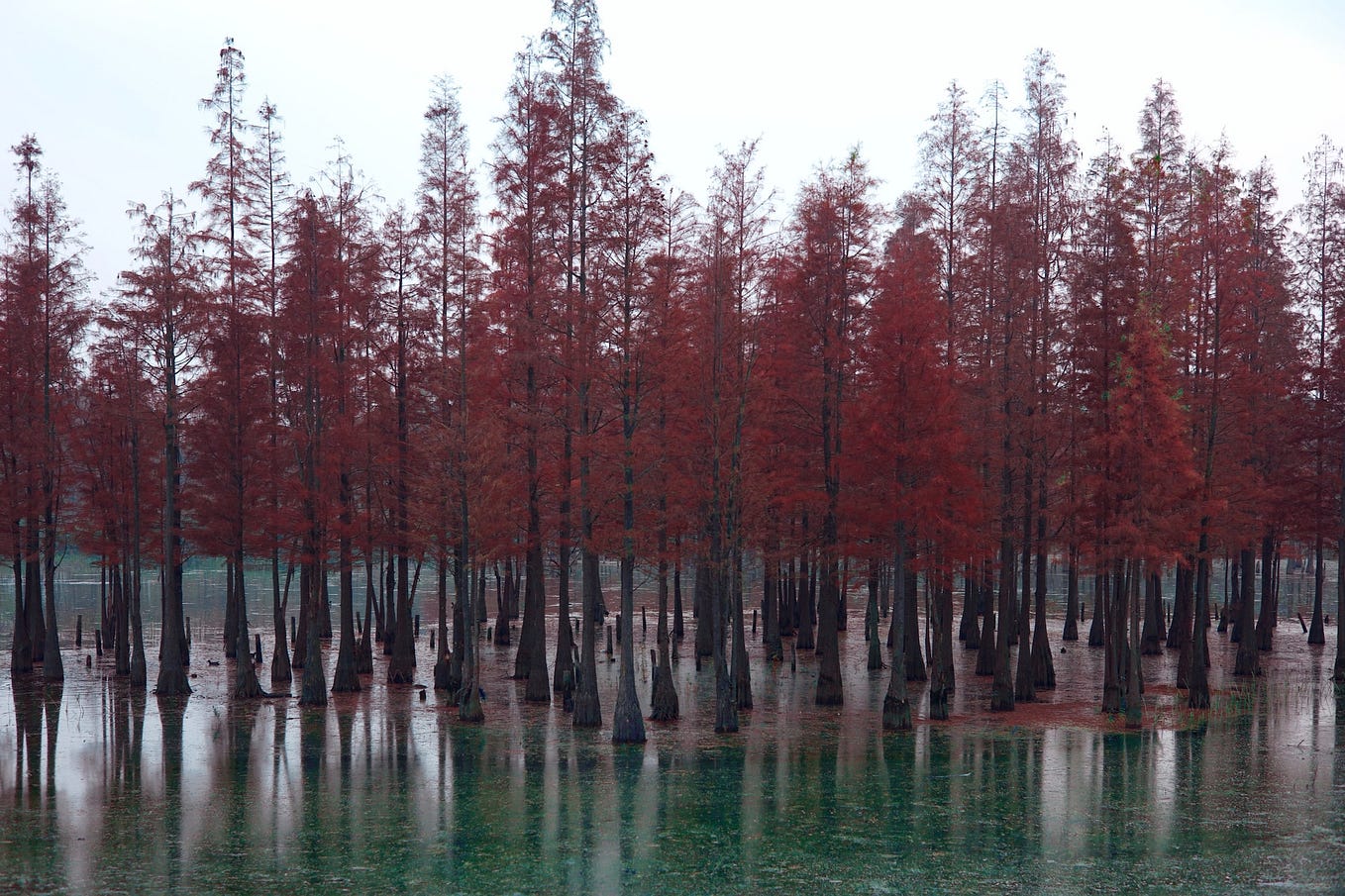 Four Fascinating Trees You Might Encounter In Louisville, KY | by Anna ...