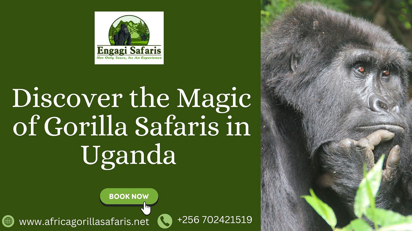 Gorilla Trekking In Rwanda, Congo, and Uganda: An Expert Guide | by ...