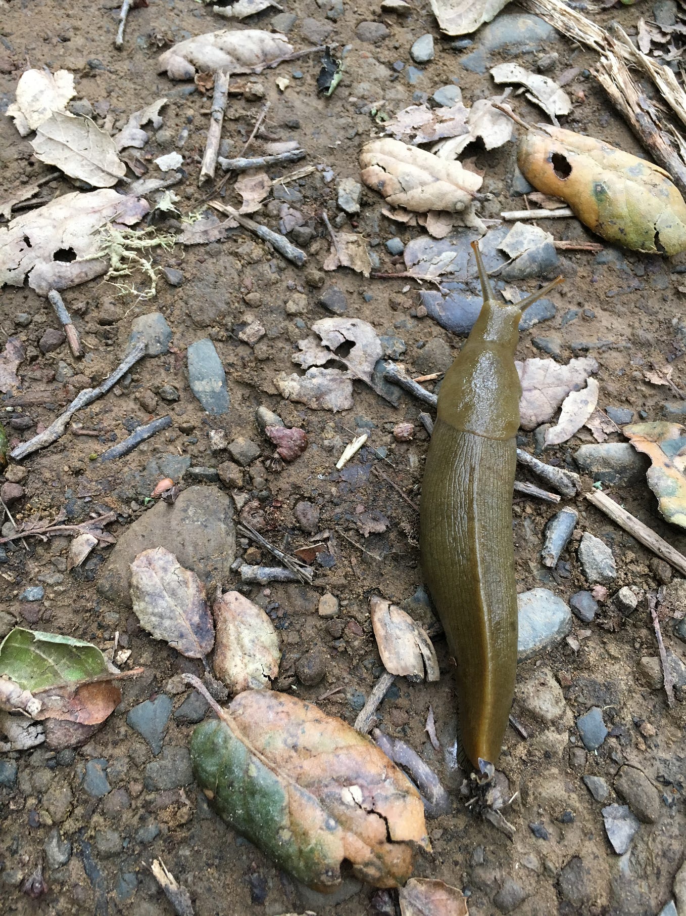 Yellow Banana Slug