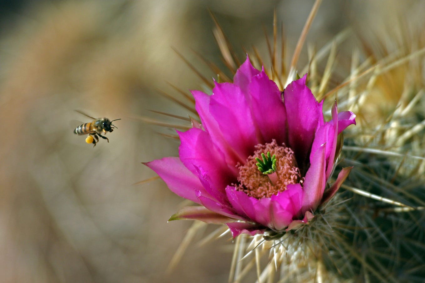 The Man Who Gave Us All The Things | by Smiley Poswolsky | Dear Levi ...