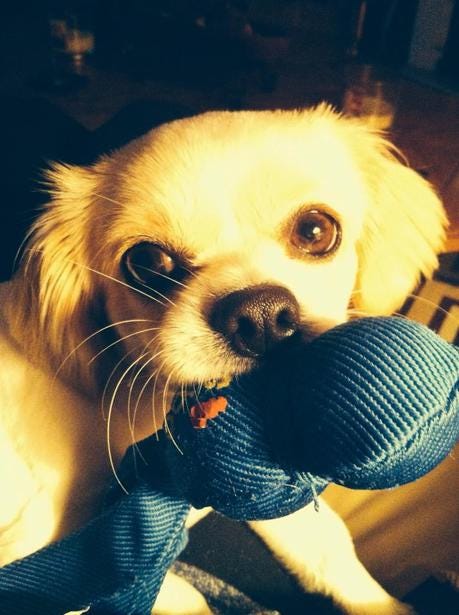 Pet Cuddles Sydney. Pet Cuddles was created for the soul… | by Pet ...