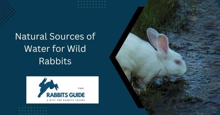 Wild Rabbit Behavior Before Giving Birth | by therabbitsguide | Medium
