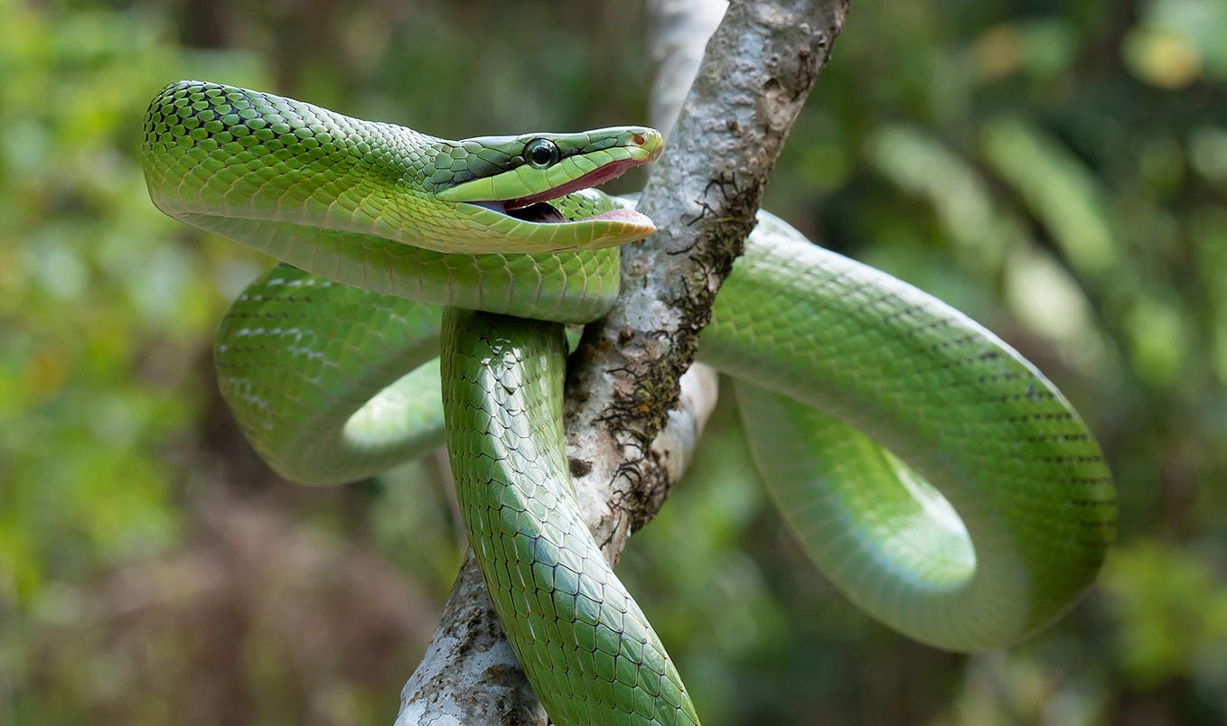 Golden Tree Snake: The Enchanting Glider of Thailand | by Tim ...