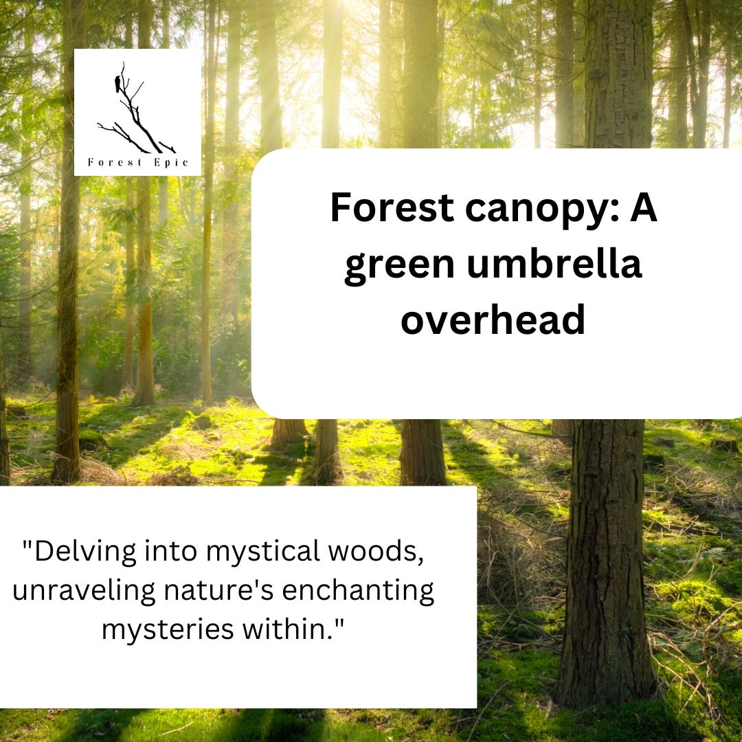 Forest rituals: Honoring the spirits of the land - William S. - Medium