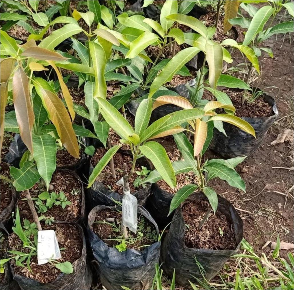 Bibit Buah Pir Cangkok Wonosobo | by madava bibit | Medium