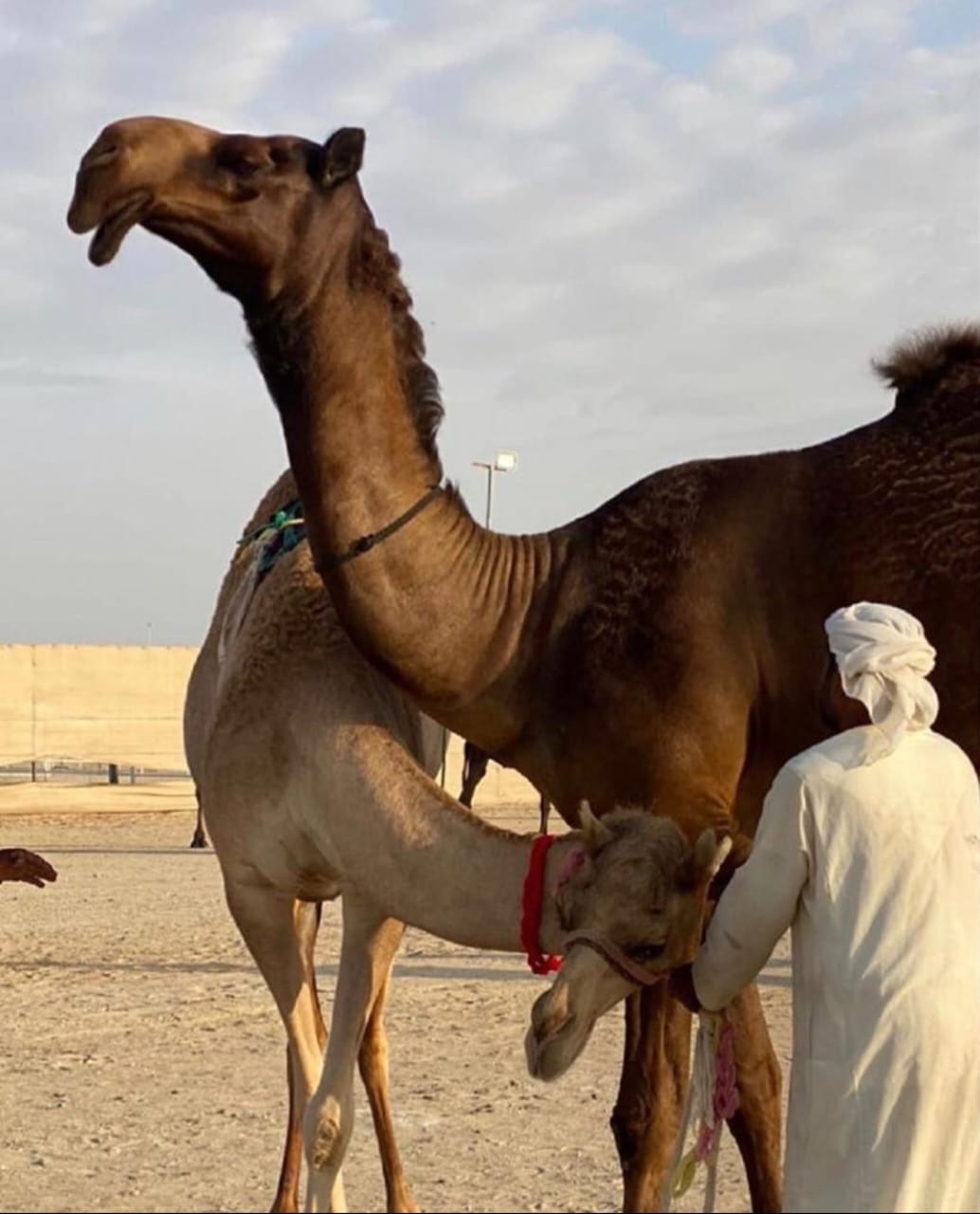 Sari Bin Baloosh: The Camel Care Expert | by Karim Al Hatim | Medium