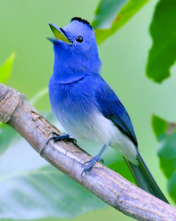 Cicd Pipeline For Object Detection Using Amazon Sagemaker And Github Actions By Ravi Shukla 0117