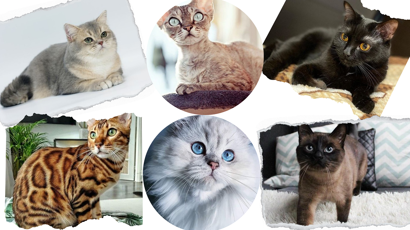 Discover the Himalayan Persian Cat Price in Pakistan 2024 | by ...