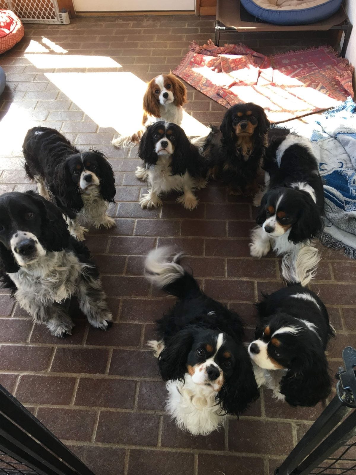 Dogs EVERYWHERE!!!: Why I Have SEVEN Dogs! | by Nobbinmaug | Read or ...