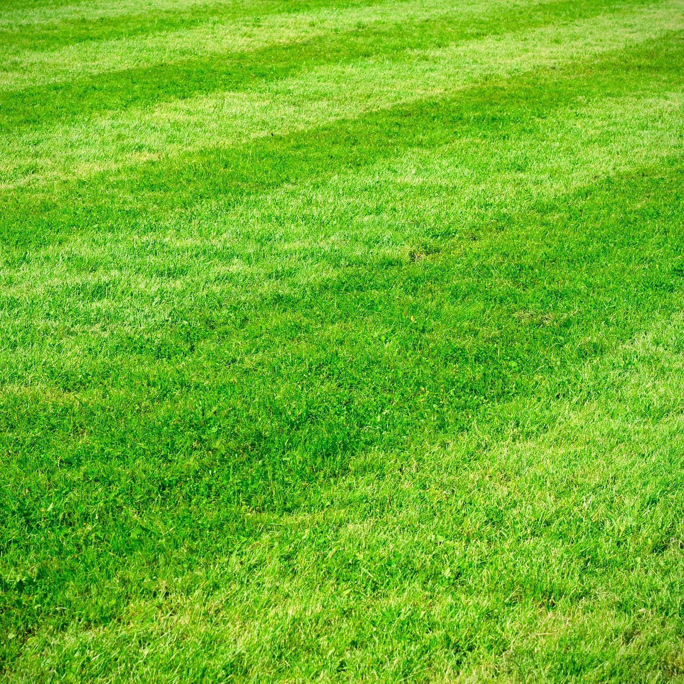 How to Trim a Tree. Tree trimming is a crucial aspect of… | by Michelle ...