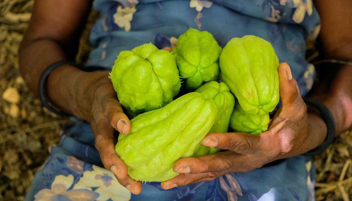 The History of the Chayote Fruit. Chayote, a humble and unassuming ...