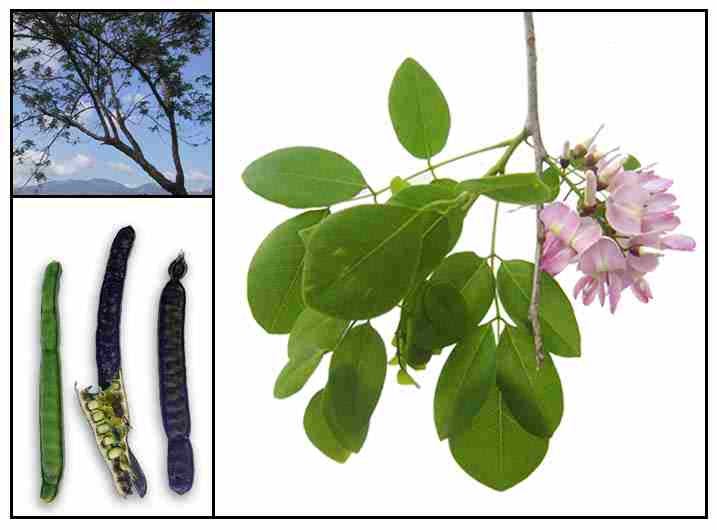 Gliricidia Sepium — Madre de Cacao: A True Natures Gift — Madre de ...