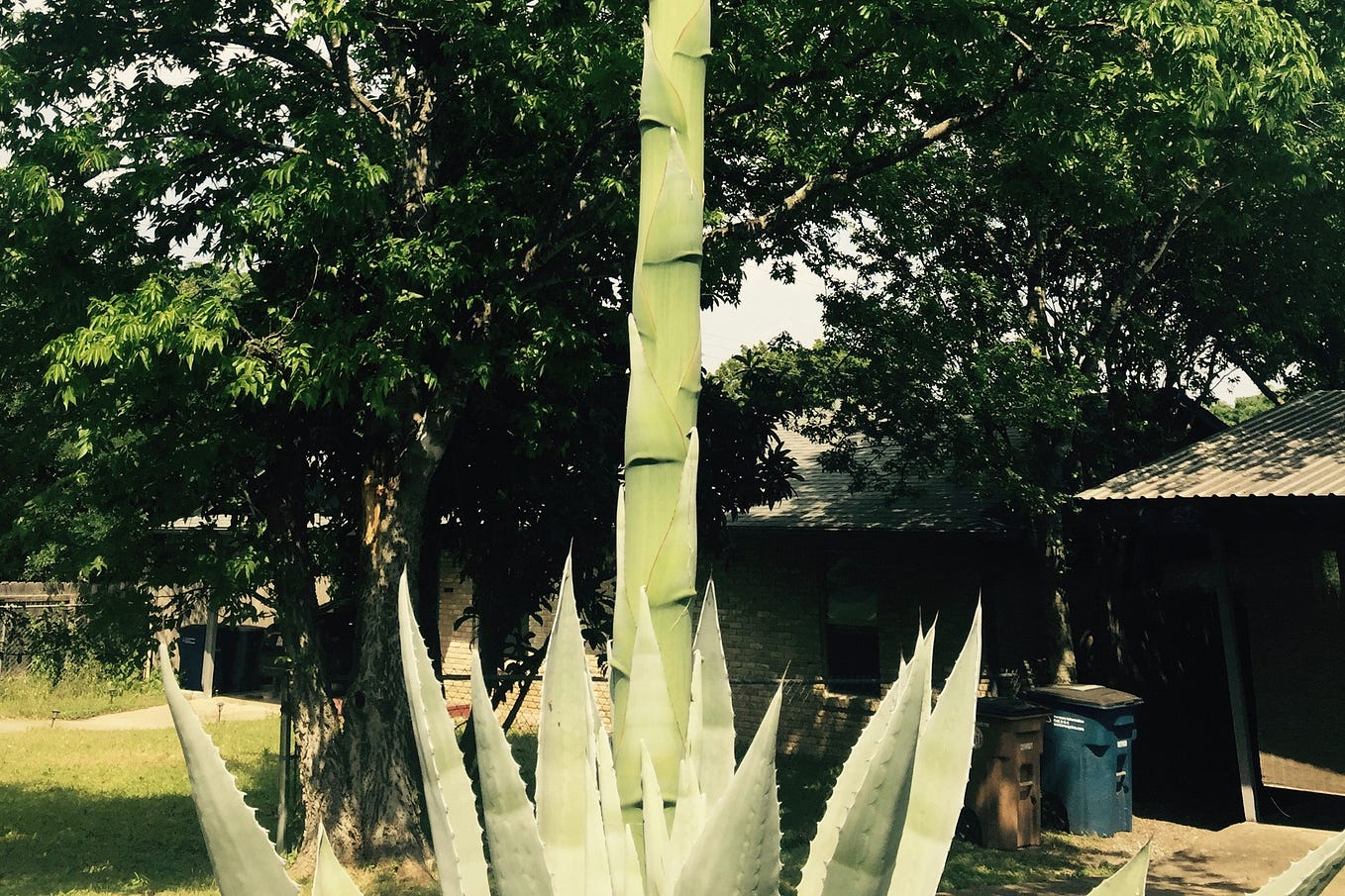 Advice From Lycia Naff, The Original Three-Breasted Prostitute From ...