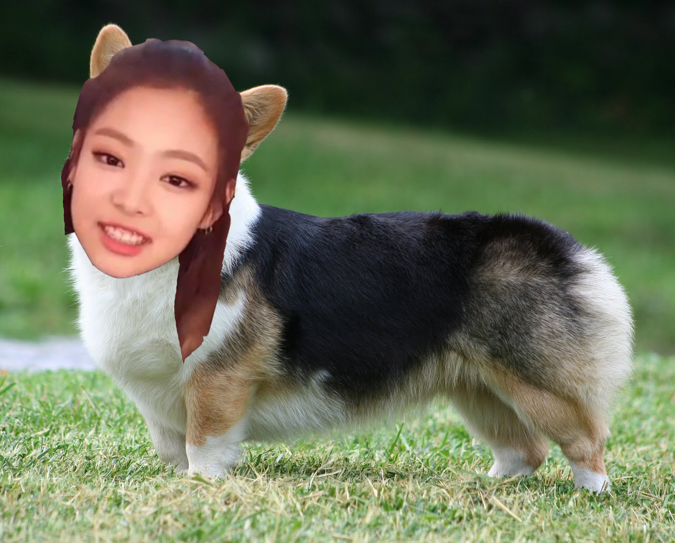 Blackpink as Dogs #2 — Jisoo | by Ruairidh Turnbull | Medium