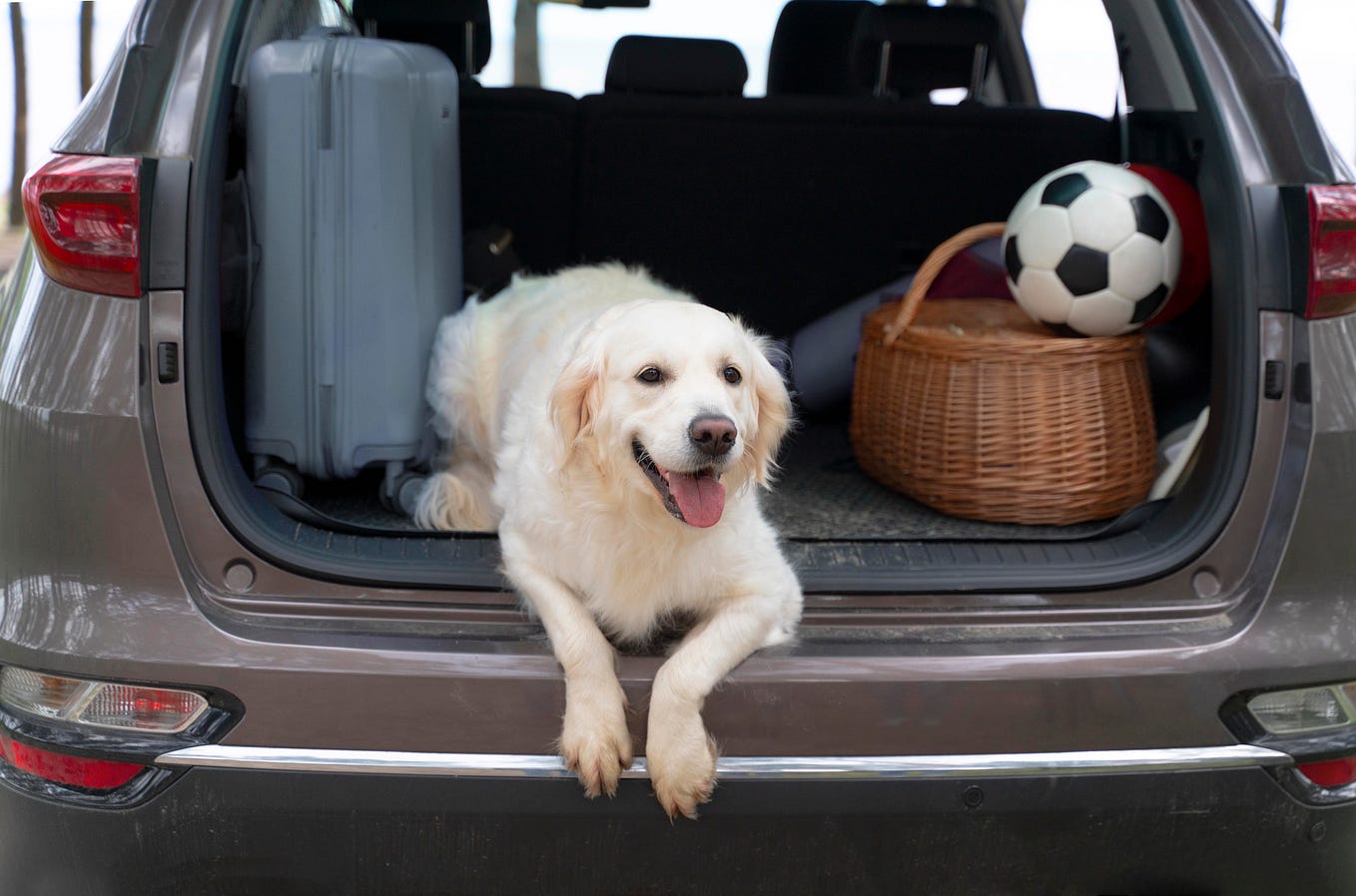 Seamless Pet Transport from EU to UK — Your Trusted Moving Solution ...