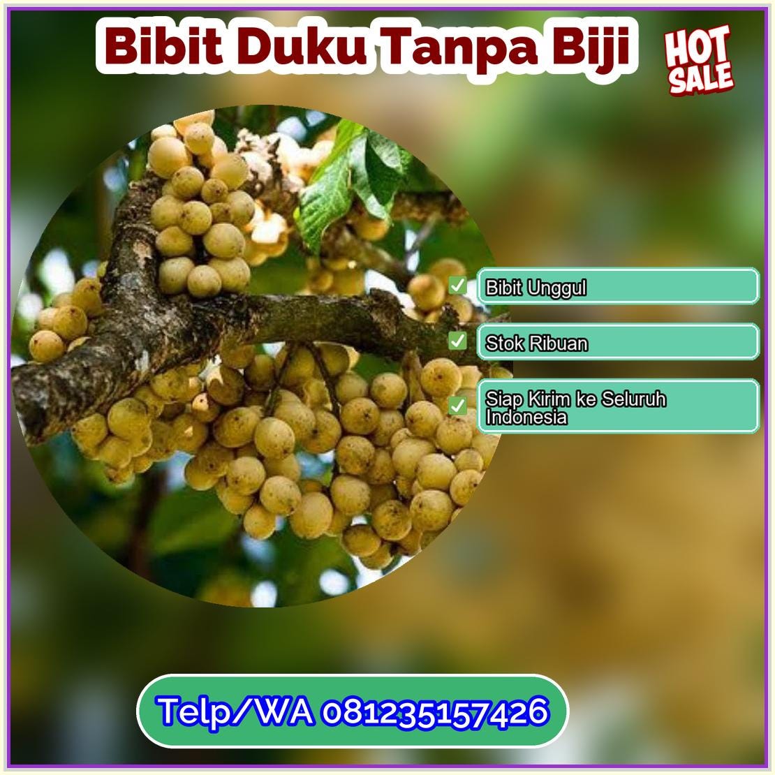 Grosir Bibit Duku Dukong Malaysia Kepulauan Sula | by Ezio Asoka | Medium