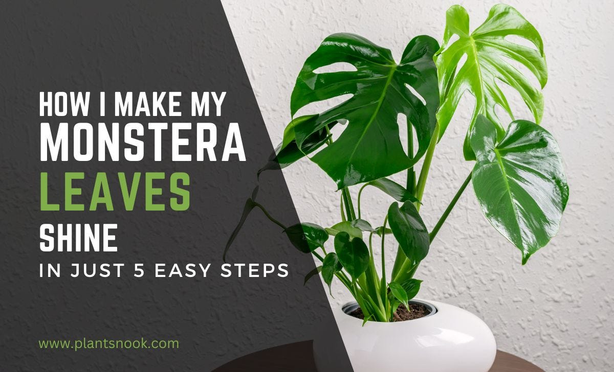 Monstera Leaves Turning Light Green: Revive Their Hue! | by Atik Faysal | Jul, 2024 | Medium