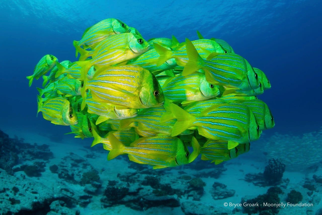 What It Means To Be Moonjelly. Conservation built on trust | by ...