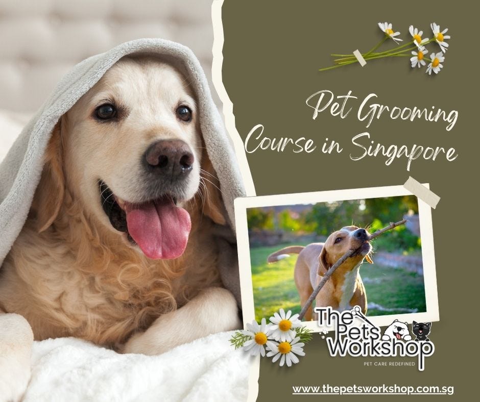 Professional Pet Groomers can offer services such as deep conditioning ...