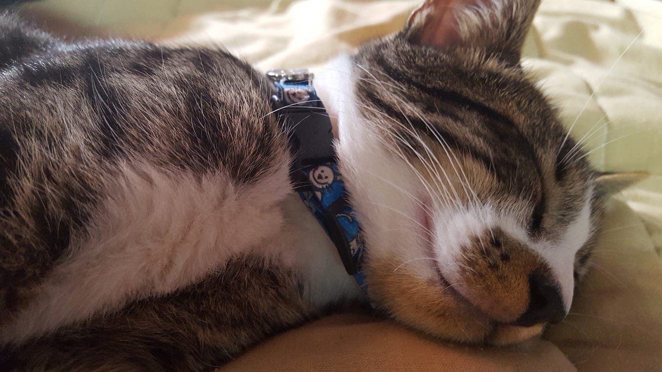 Scikit Learn Python Linear Regression Predicting The Sex Of A Person By Diego Santos