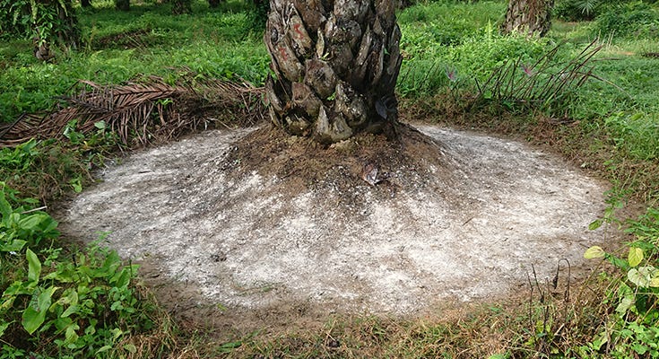 Pengendalian Ganoderma Pada Kelapa Sawit | by Ridwan Saleh Fadillah ...