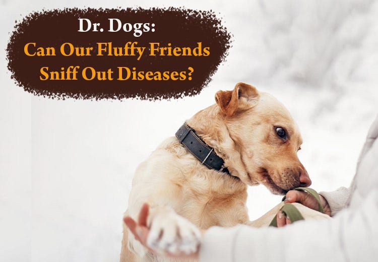 Can Dogs Eat Cinnamon? | Medium