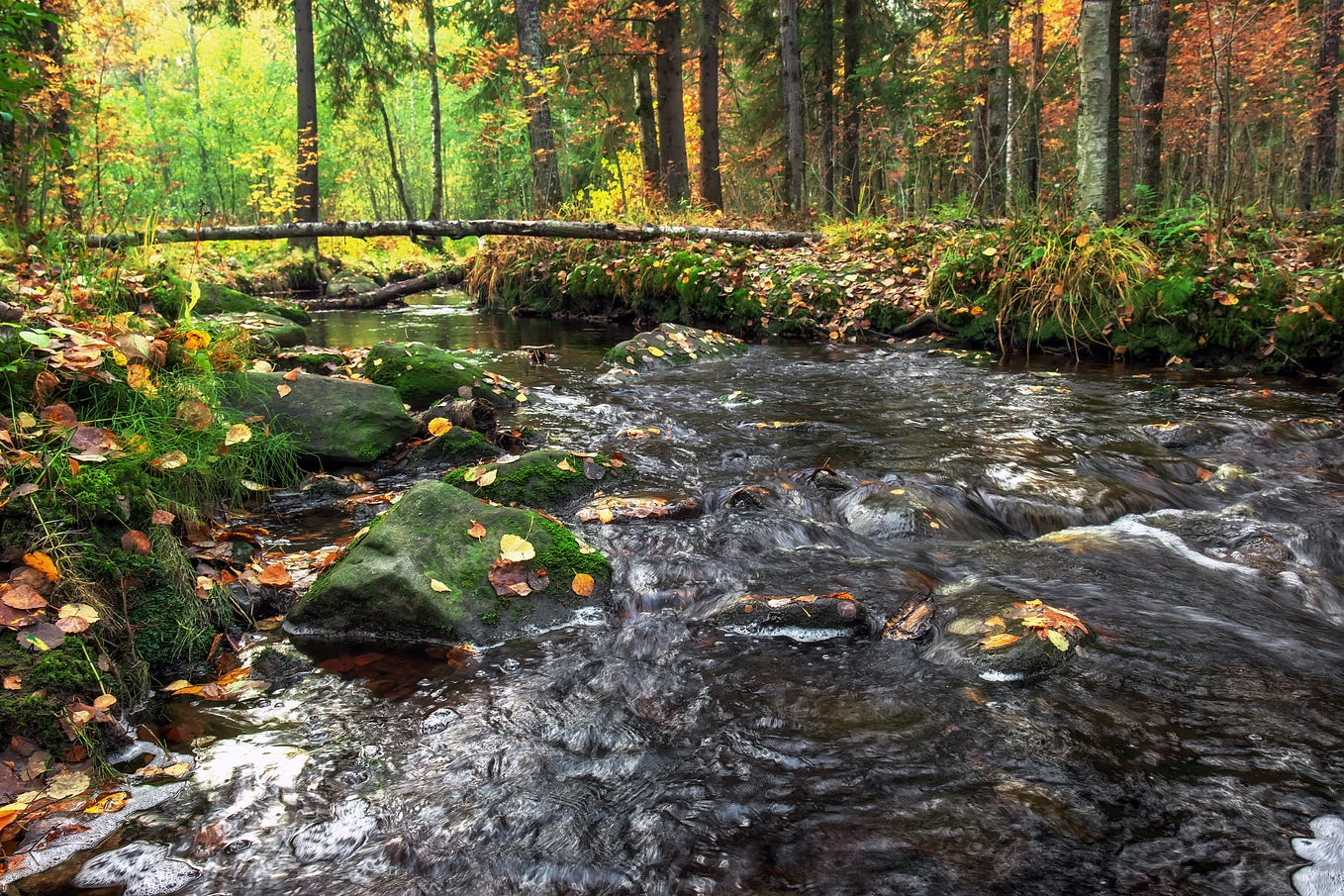 My Life as a Leaf. A poem about letting go and returning | by Scott C Todd | Scribe | Medium