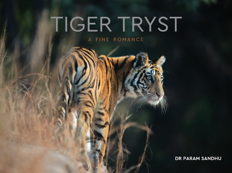 The Apex Predators of India: Understanding the Importance of Bengal Tigers | by Dr Param Sandhu ...