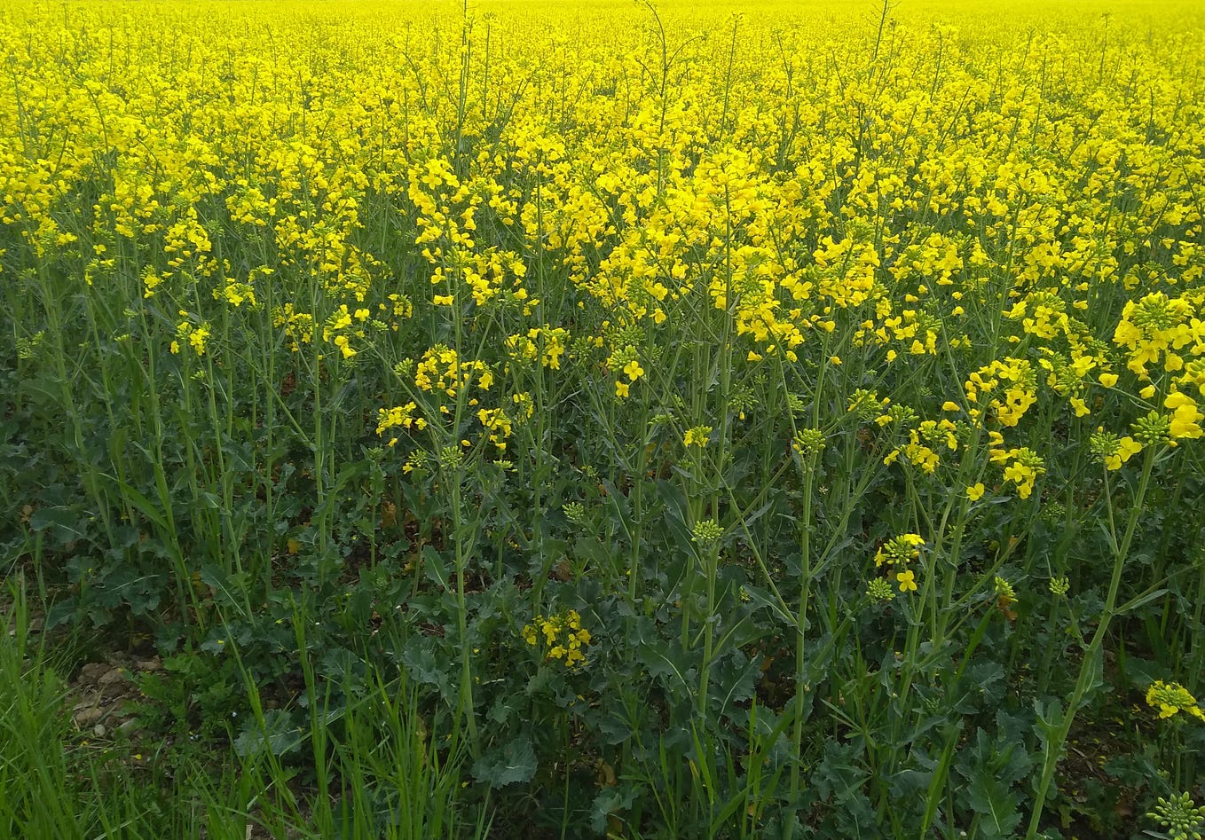 Higher Order Functions That Simplify Pure Functions By Giancarlo Radaelli Javascript In