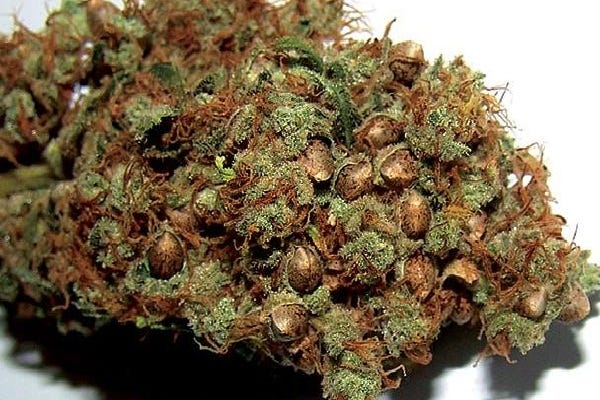 What is Reggie Weed - weedlifestyles - Medium