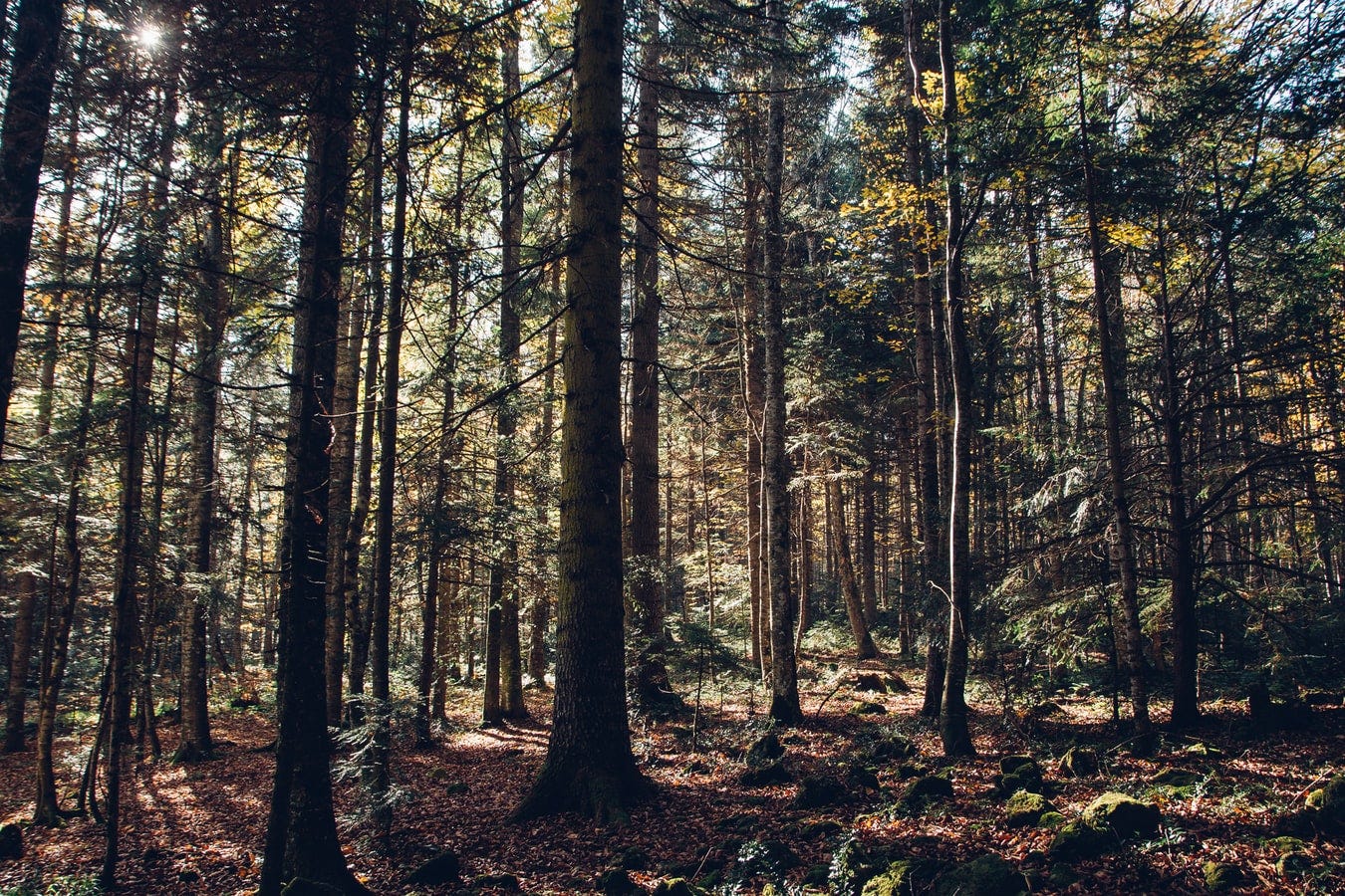 Reusable Angular: Create multiple checkboxes component | by Vladislav ... Reusable Angular: Create multiple checkboxes component | by Vladislav ...