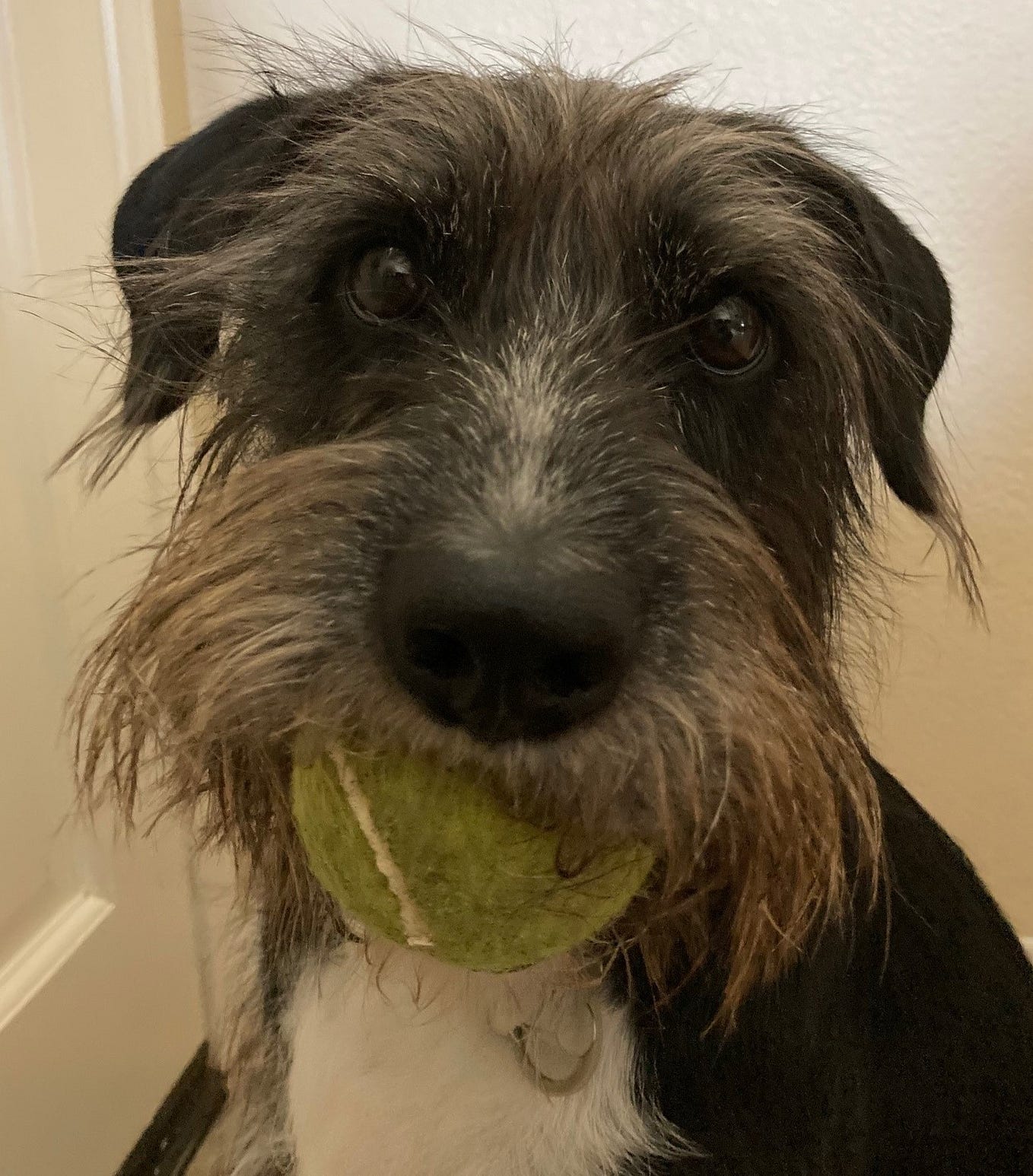 Musings of a Super Mutt (Chapter 2) | by Noah Taft | Medium