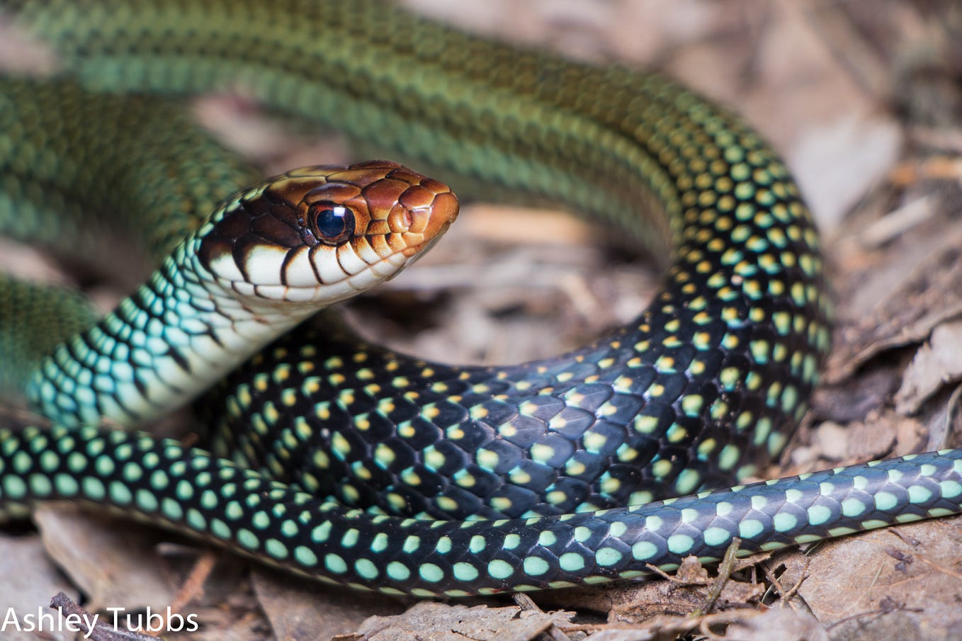 How NOT to Identify a Venomous Snake | by Micha Petty | The Natural ...