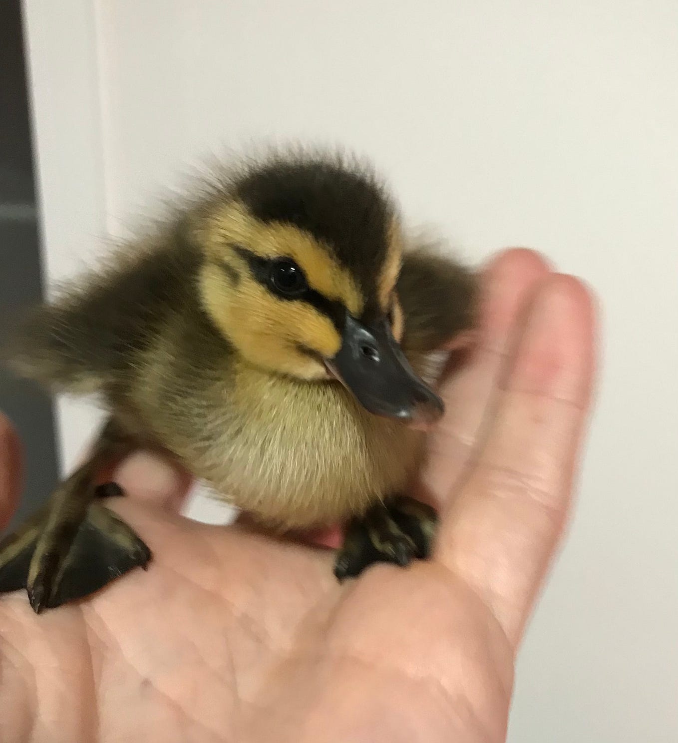 Feral Ducks are threatening a native Australian Species | by Jason ...