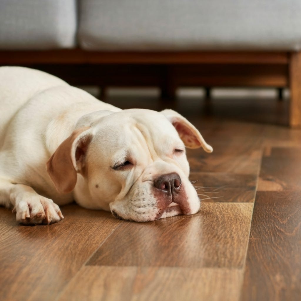 The Scoop on Dog Humping: Understanding Canine Behavior | by dogizoo ...