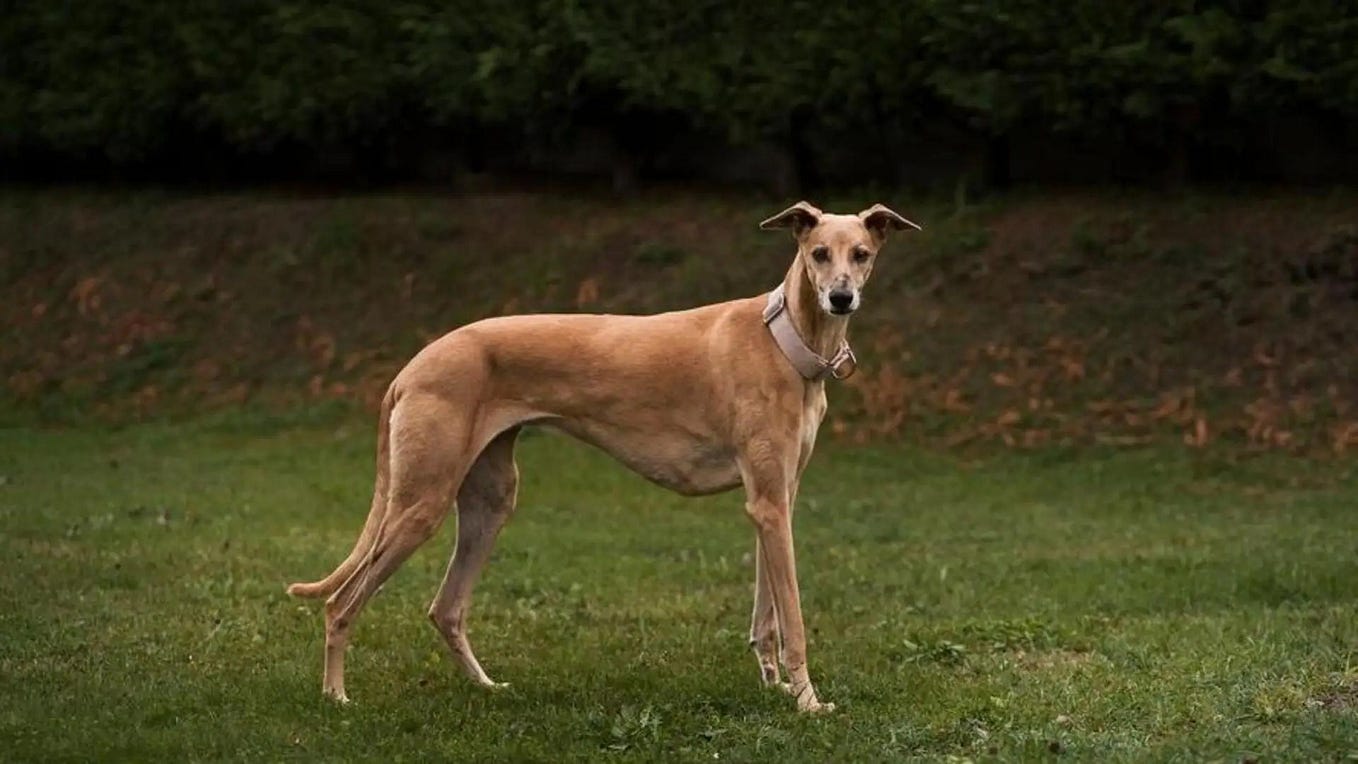 Top DSA Sheets To Crack Any Coding Interview | by Er. Rajan Sharma | Medium