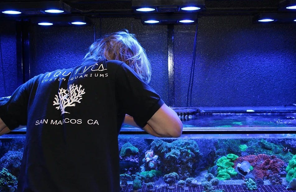 Top Saltwater Fish for a Thriving Aquarium - Aquatica corals and custom ...