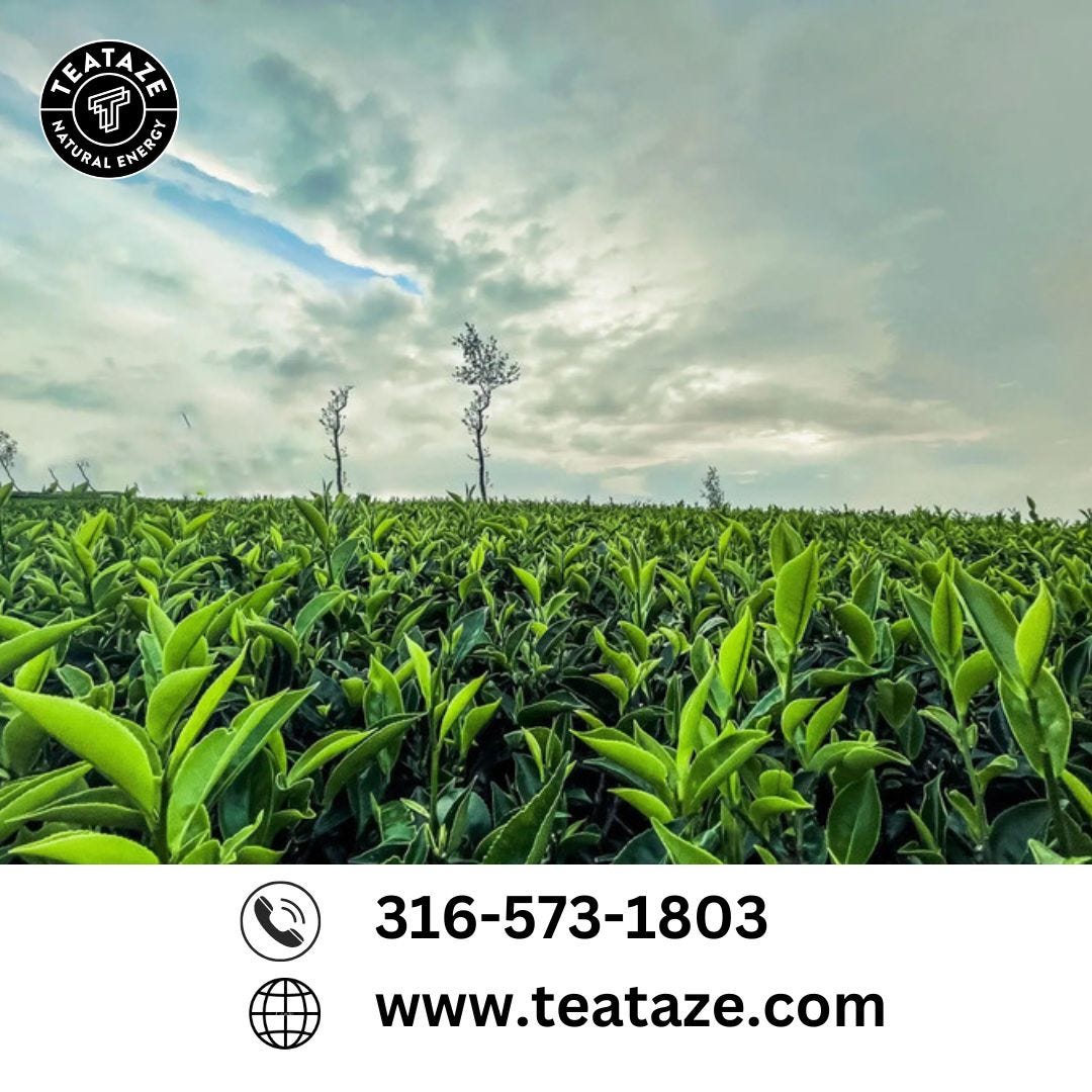 Discover the Magic: Buy Blooming Tea Online at Tea Taze - Tea Taze - Medium