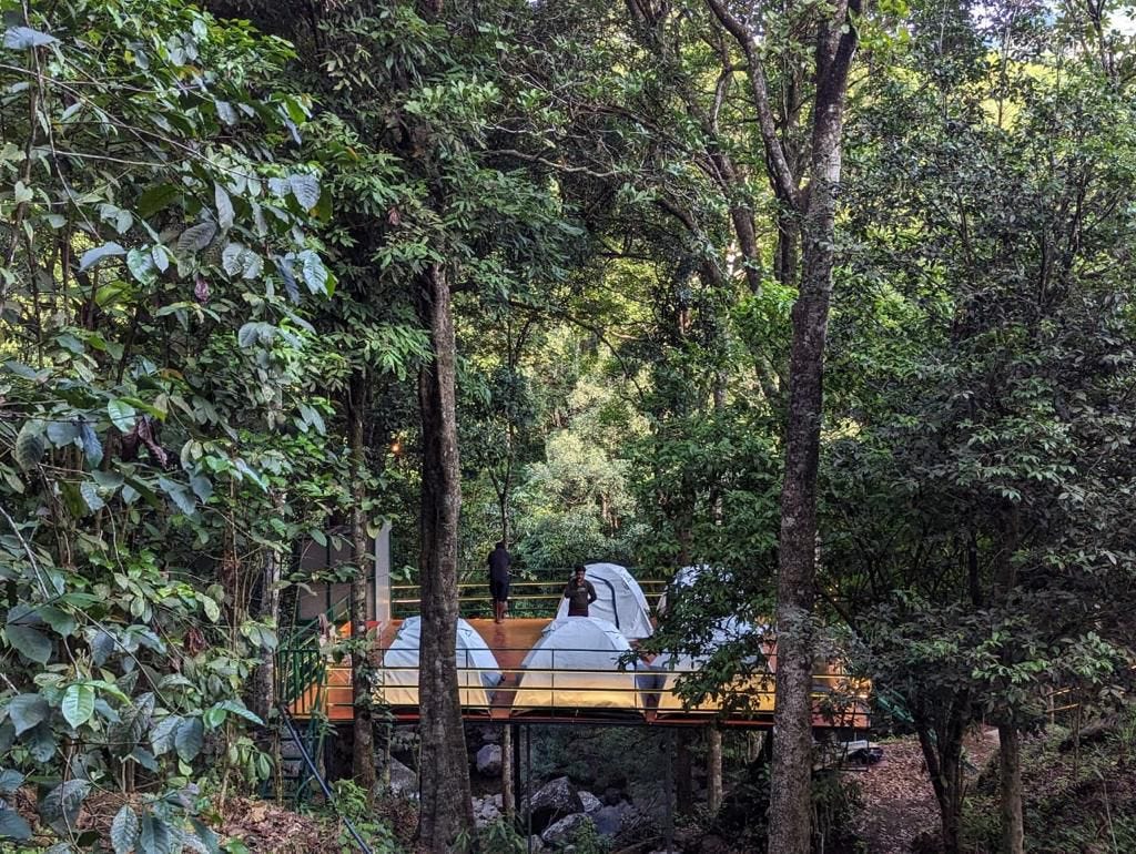 A Complete Guide to Wildlife Safaris in Wayanad: Everything You Need to ...