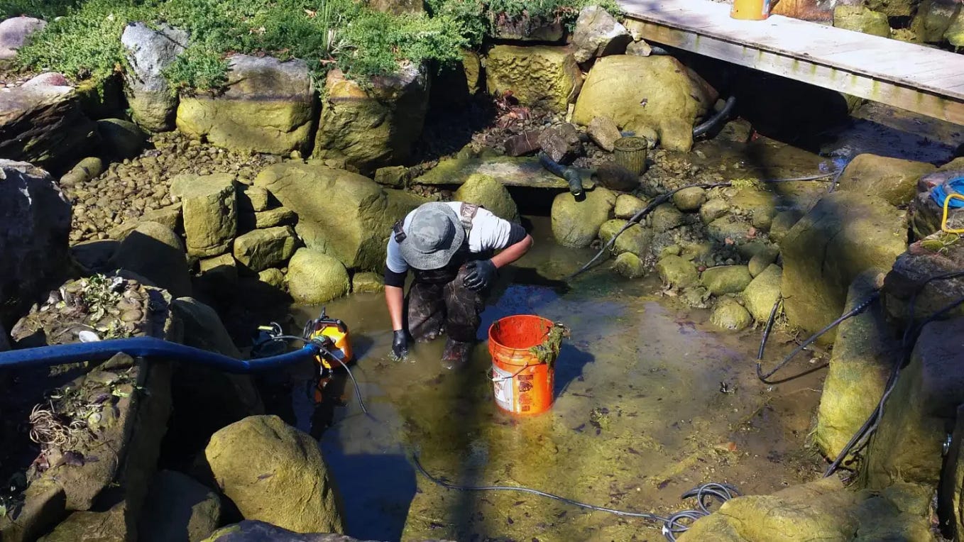 Keeping Your Pond Crystal Clear: A Guide to Pond Maintenance | by ...