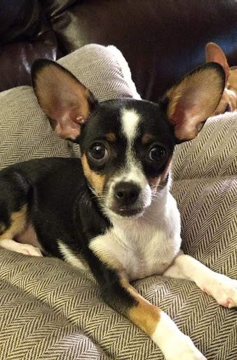 Another Victim of COVID: Fido and Felix | by Julie Marinelli | Mar ...