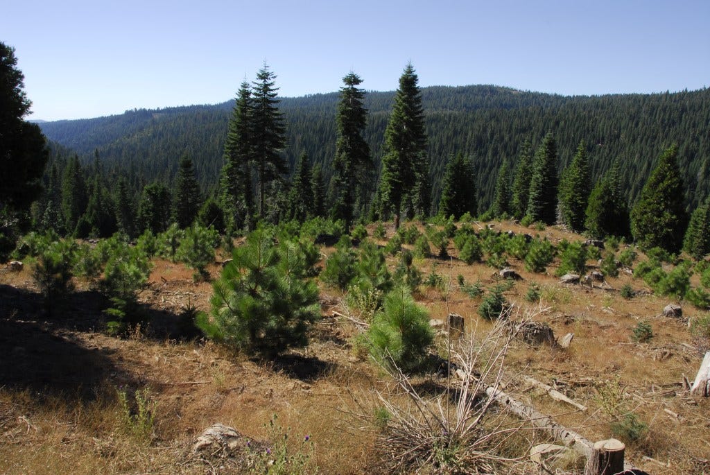 If Forests Could Speak. by Jennifer Normoyle | by Denise T | Stop ...