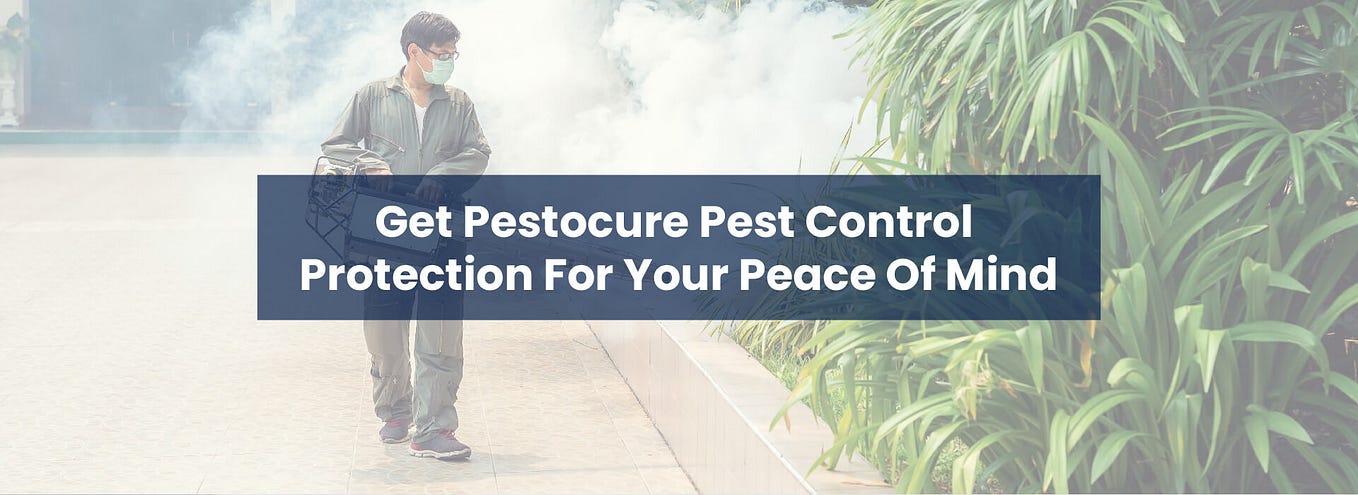 Lizard Control Service- Implementation and Benefits | by Pestocure Pest ...